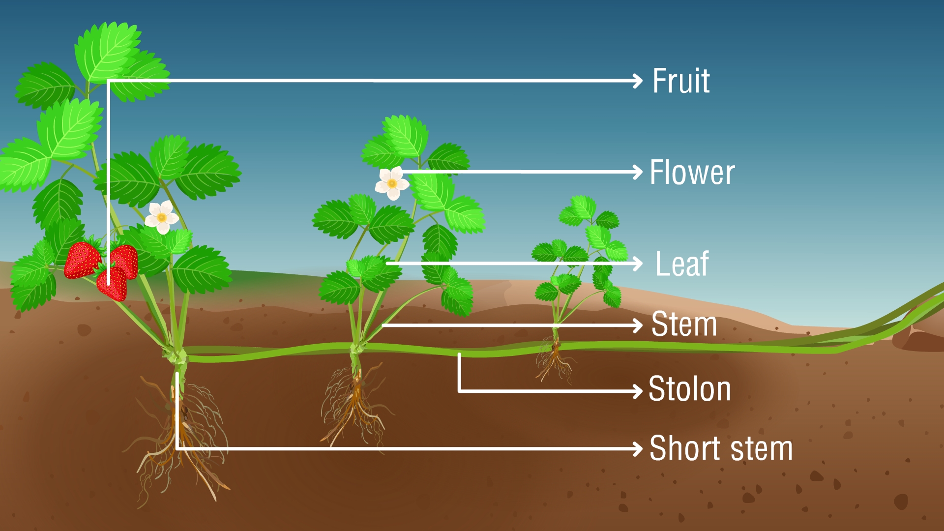 Modified Stems Examples