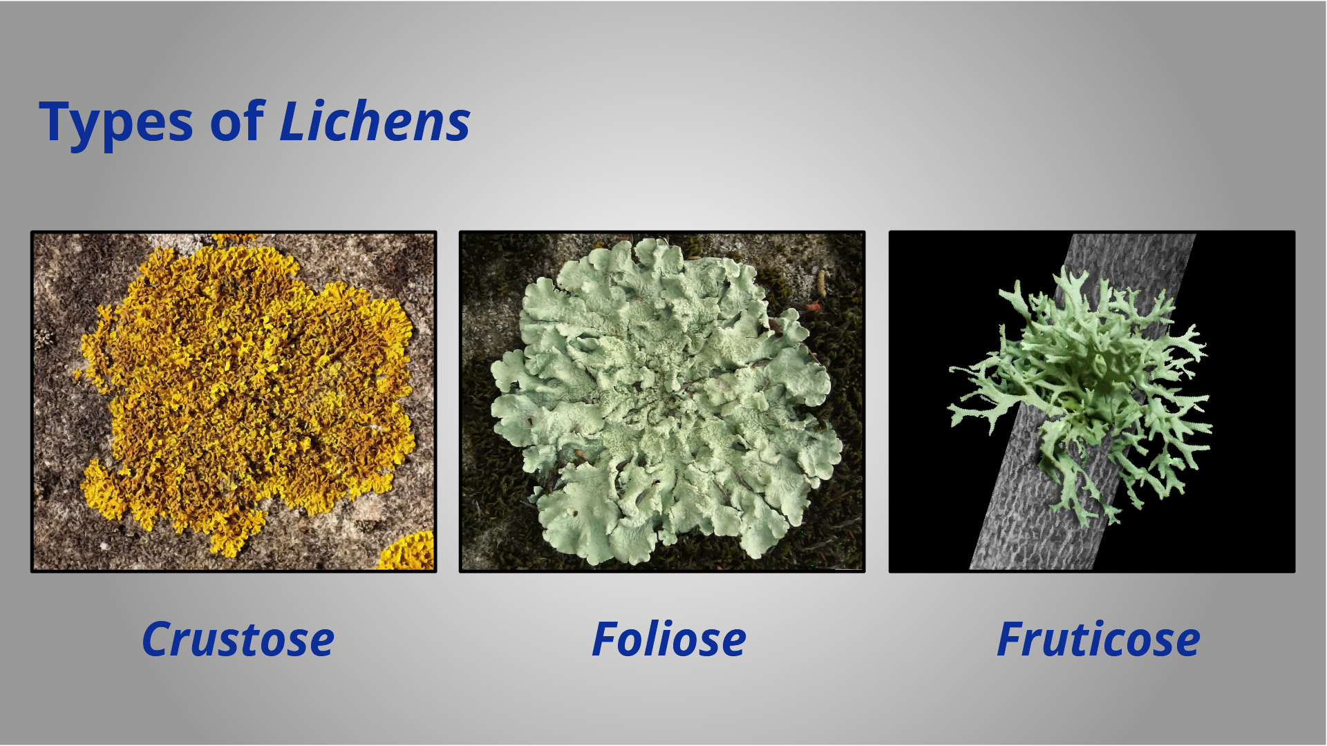 ചിത്രം 8 ലൈക്കണുകളുടെ
