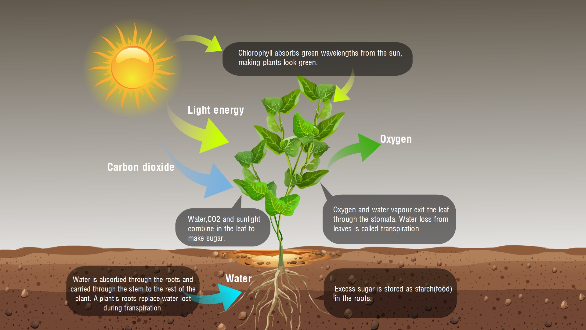Fig 2 Process Of Photosynthesis