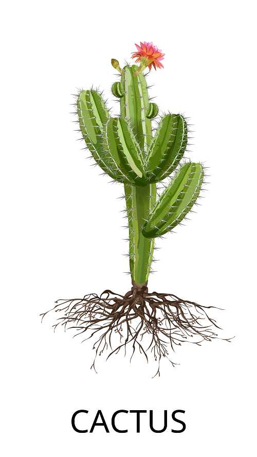 Xerophyte Definition Plant Adaptations Xerophytic Hot Deserts And
