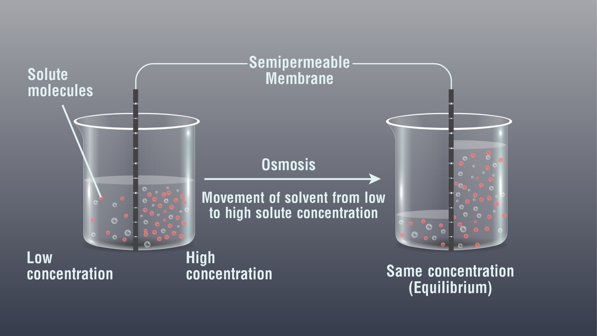 Osmosis Meaning