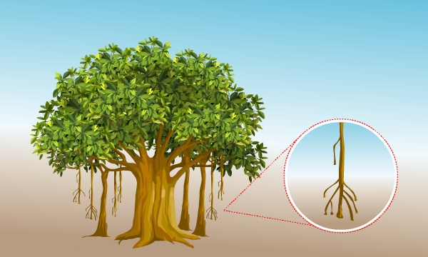 Prop Roots Diagram What Is Prop Rootfriends Please Tell About The What