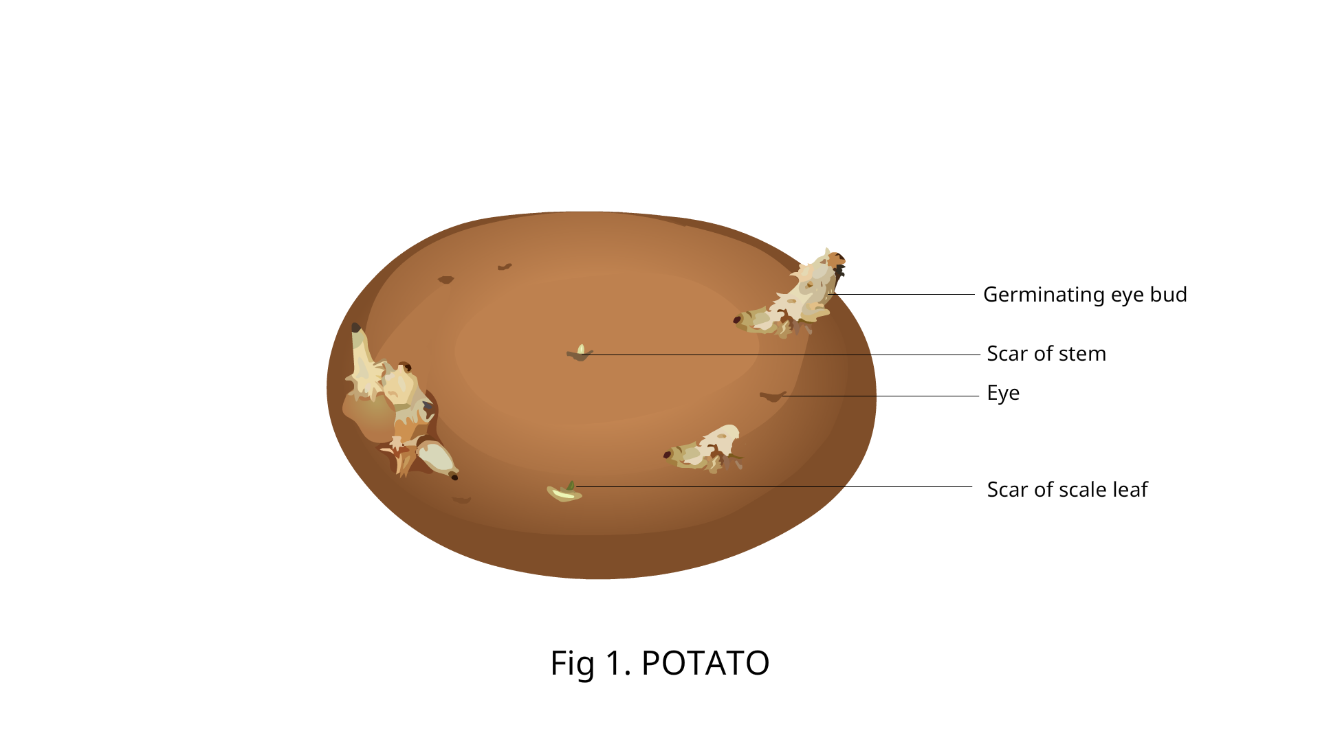 Vegetative Propagation Potato Potato Propagation Hi Res Stock