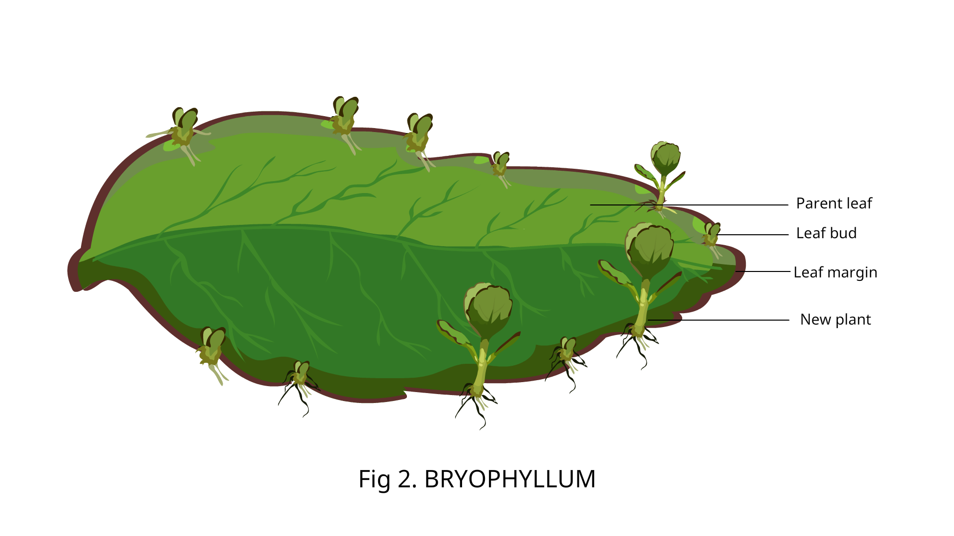 Propagacao Vegetativa Bryophyllum How To Grow Kalanchoe & Succulent