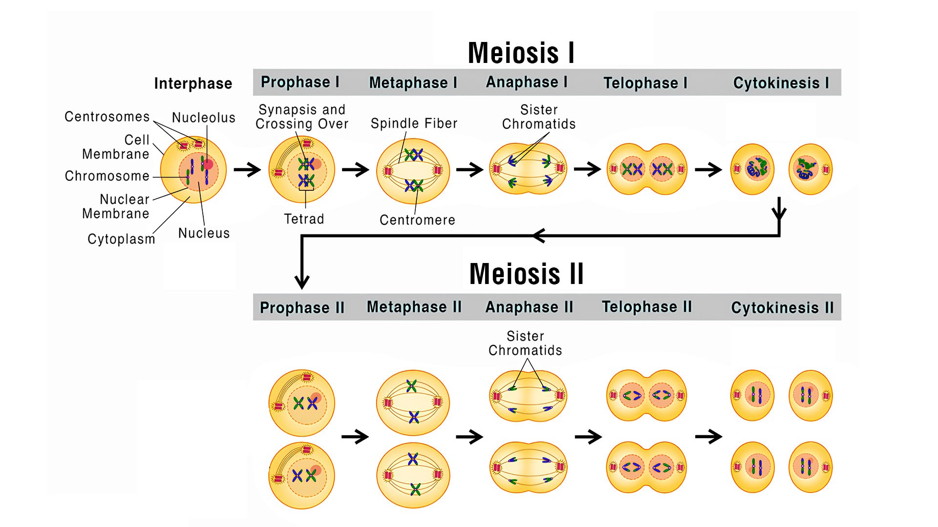 Mitosis And Meiosis Phases