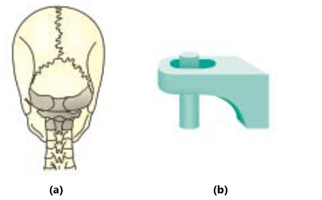 Pivot Joint Diagram Structure And Types Of Joints In The Human Body